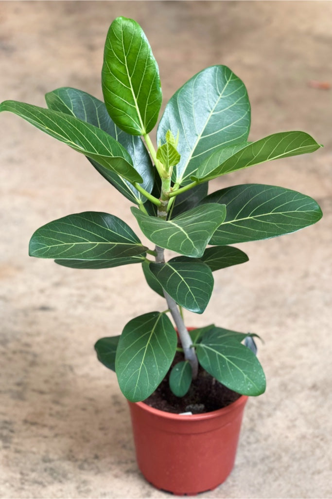 Ficus Audrey – LittleLeafCo