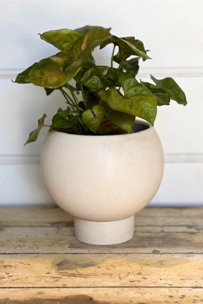 Orbit Pot - Oatmeal – LittleLeafCo